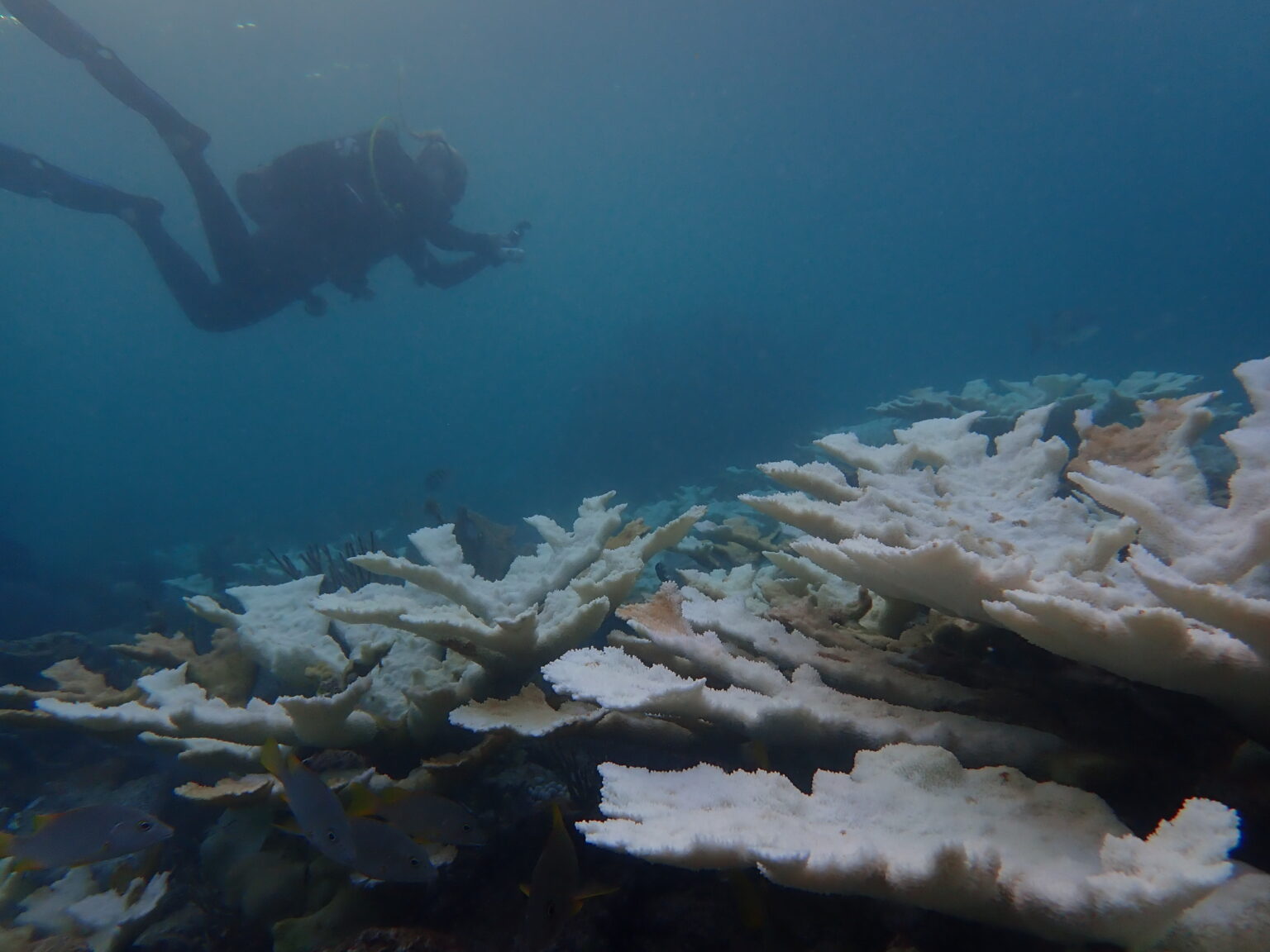 Rapid Action to Marine Heat Wave in Florida Brings Hope for Coral Reefs ...