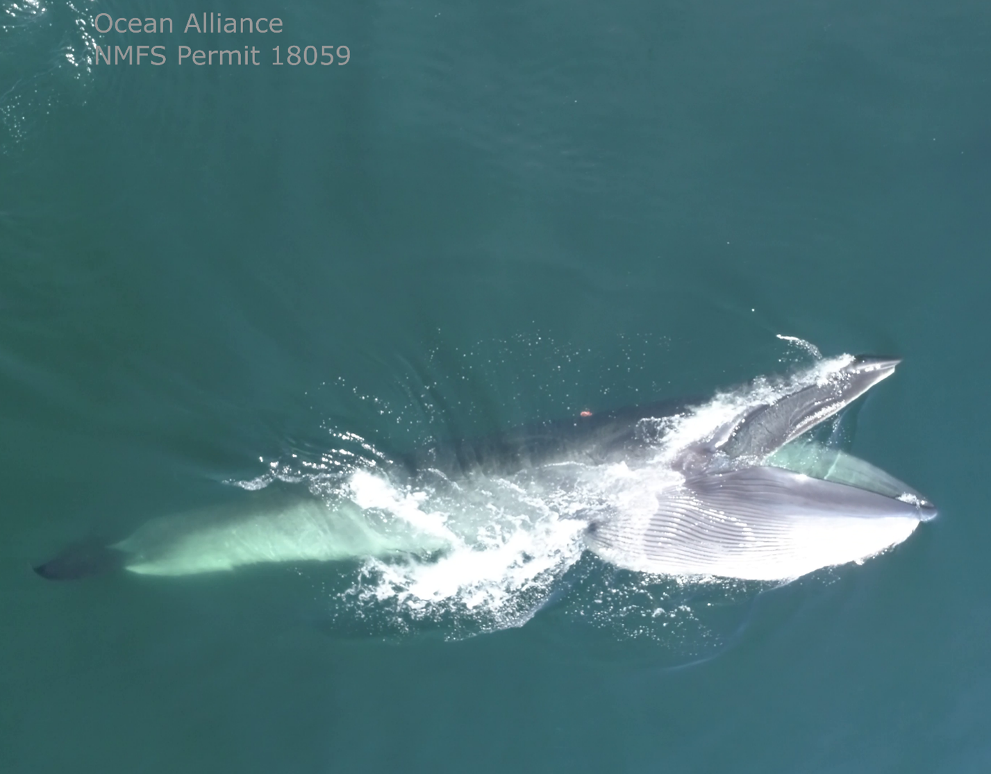 Listening In to Learn about Sei Whale Behavior | National Marine ...