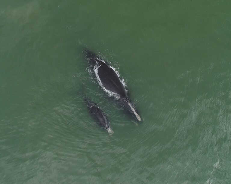 A Community Scientist's Tale: Watching for North Atlantic Right Whales ...