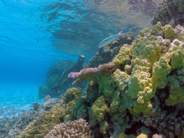 National Marine Sanctuary Foundation Welcomes Final Rule for ...