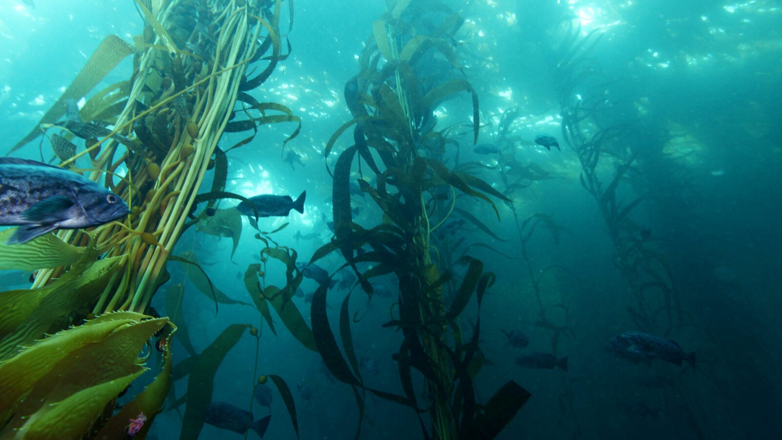 Monterey Bay National Marine Sanctuary Guide | National Marine ...