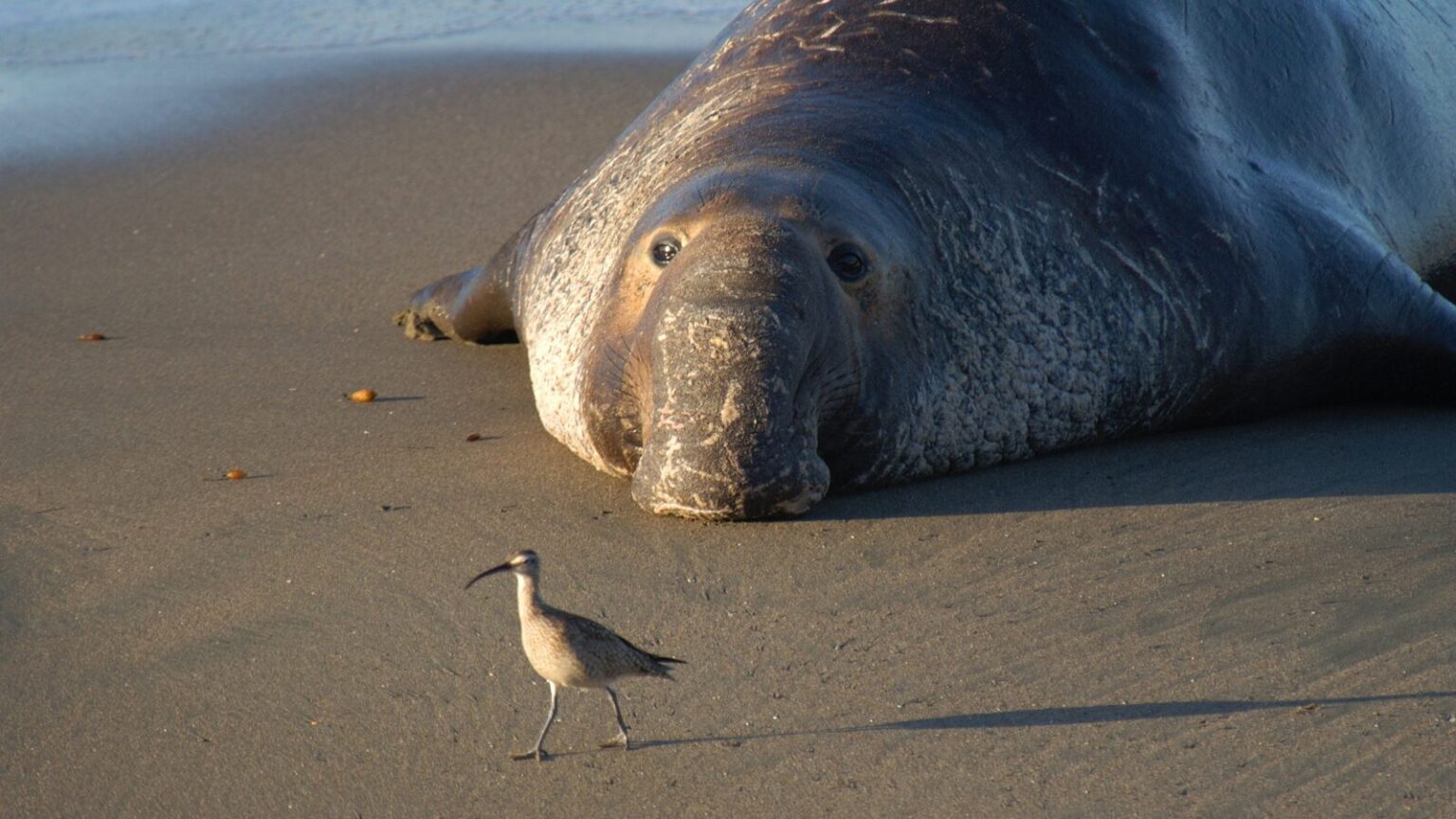 Monterey Bay National Marine Sanctuary Guide | National Marine ...