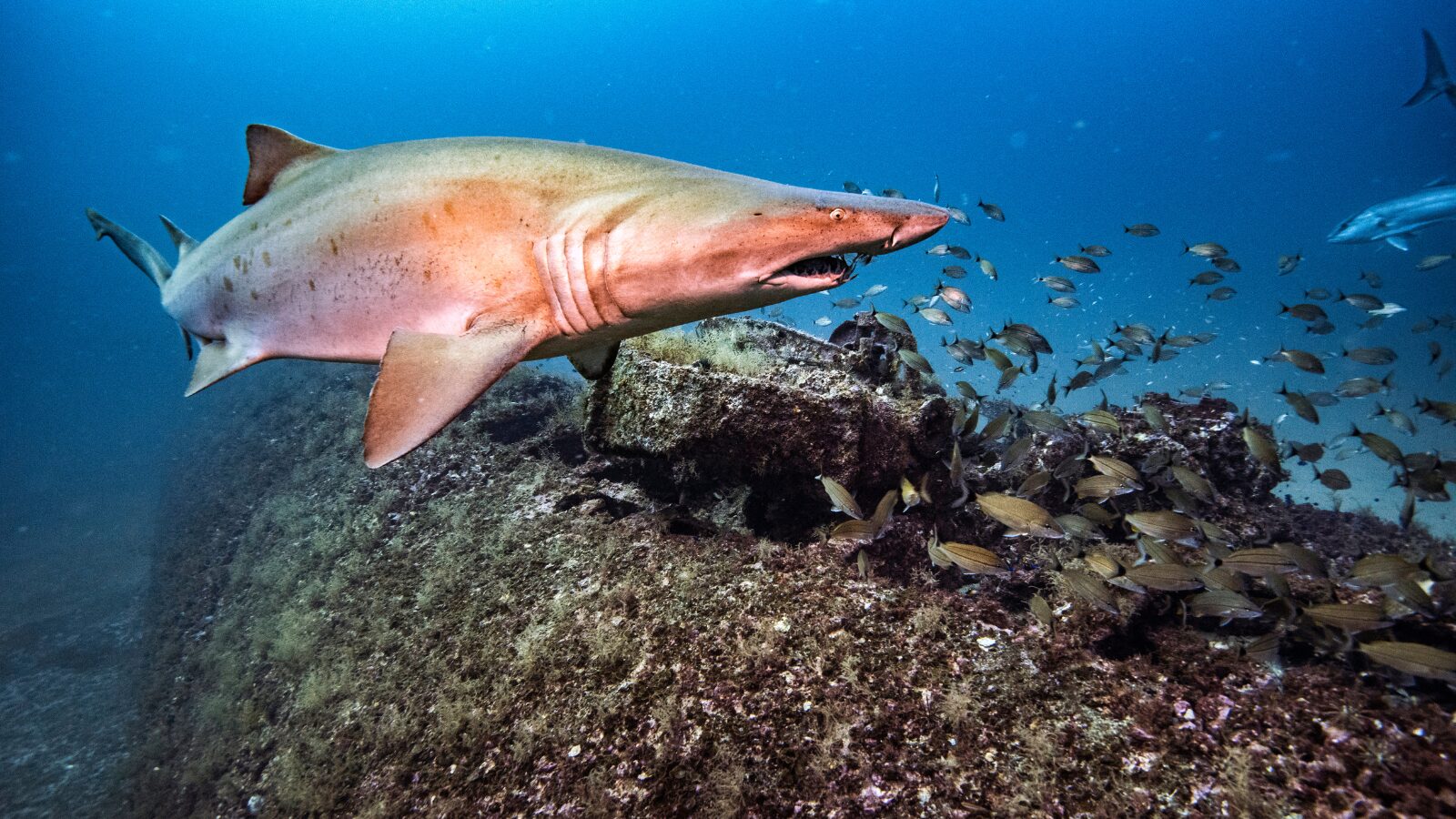 Monterey Bay National Marine Sanctuary Guide | National Marine ...