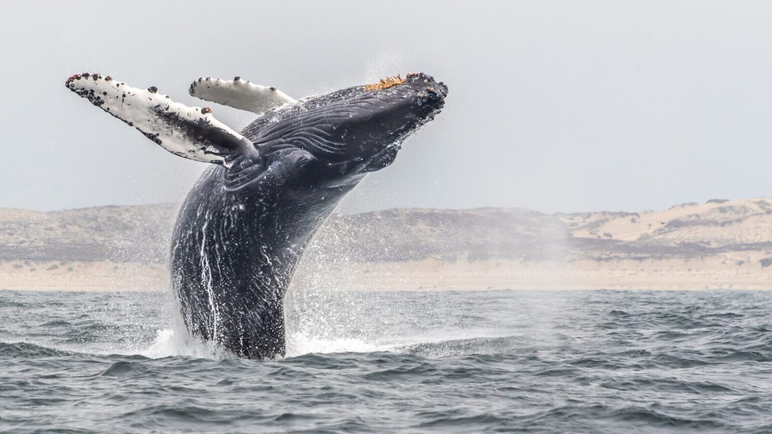 Monterey Bay National Marine Sanctuary Guide | National Marine ...