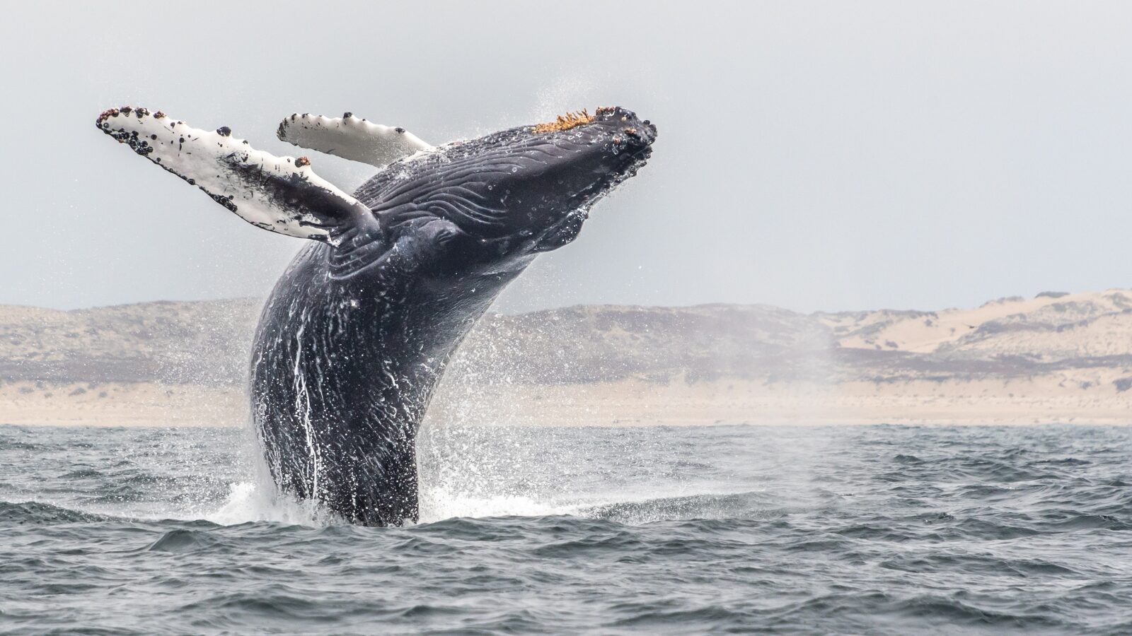 Monterey Bay National Marine Sanctuary Guide | National Marine ...