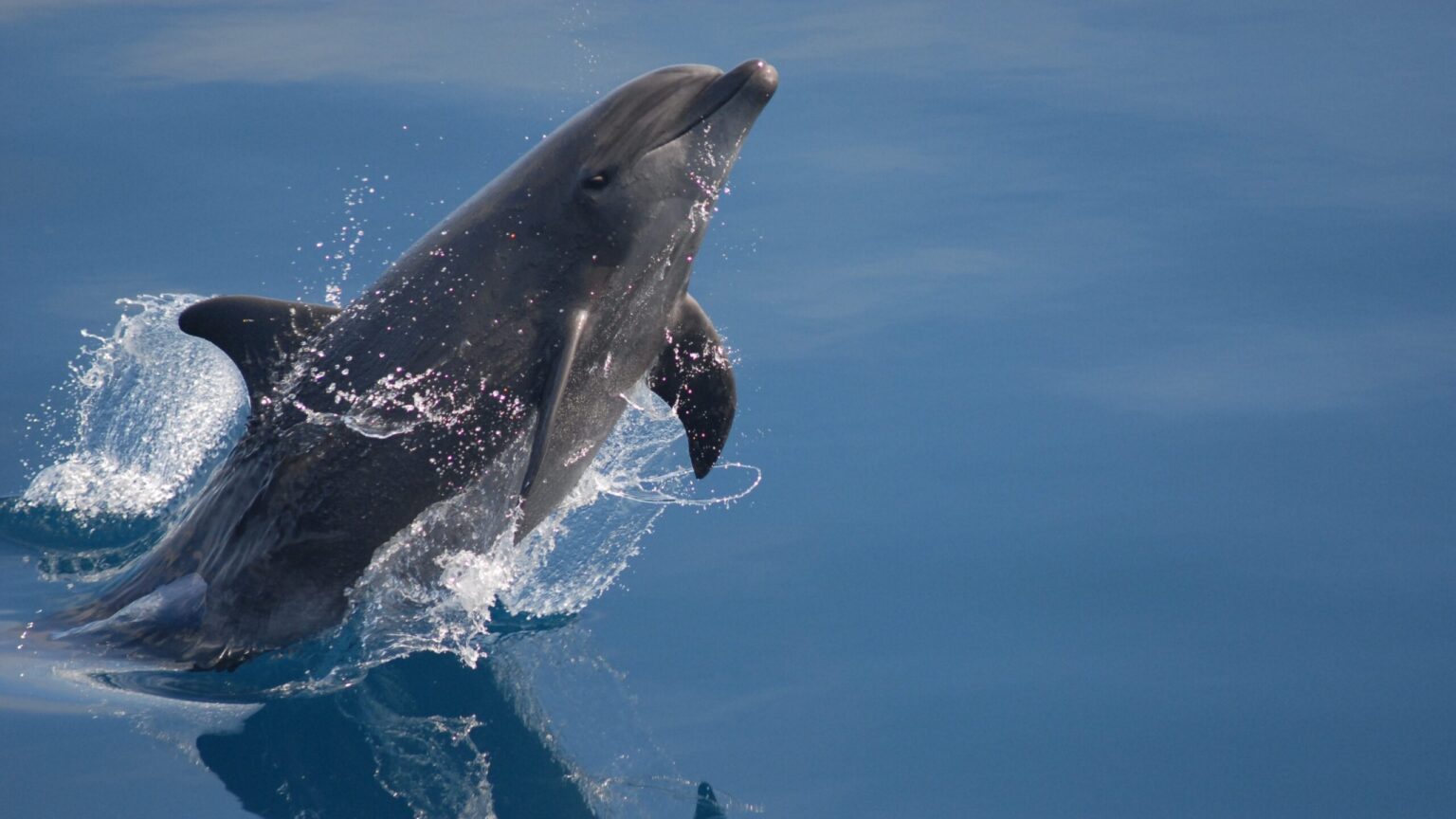 Florida Keys | National Marine Sanctuary Foundation