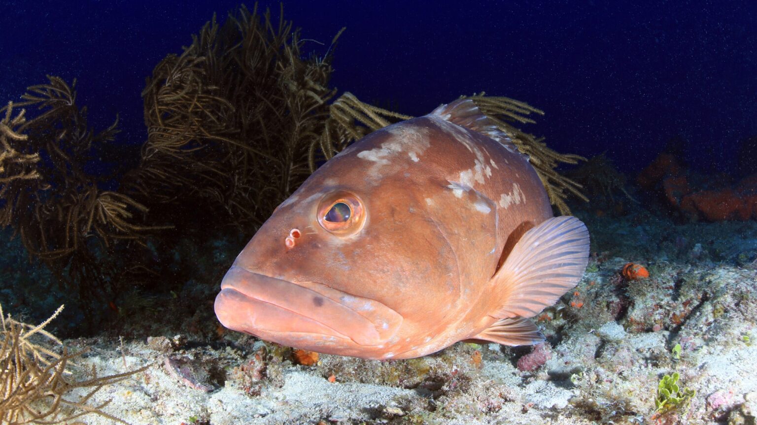 Florida Keys | National Marine Sanctuary Foundation