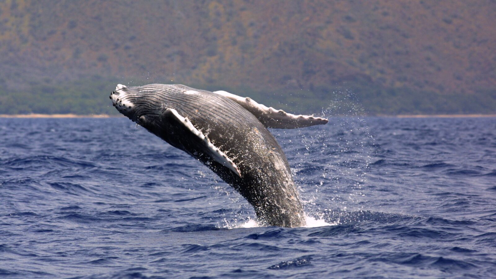 Hawaiian Islands Humpback Whale | National Marine Sanctuary Foundation